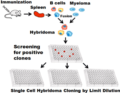 Microsystem Enabled Single Cell Monoclonal Antibody Cloning For