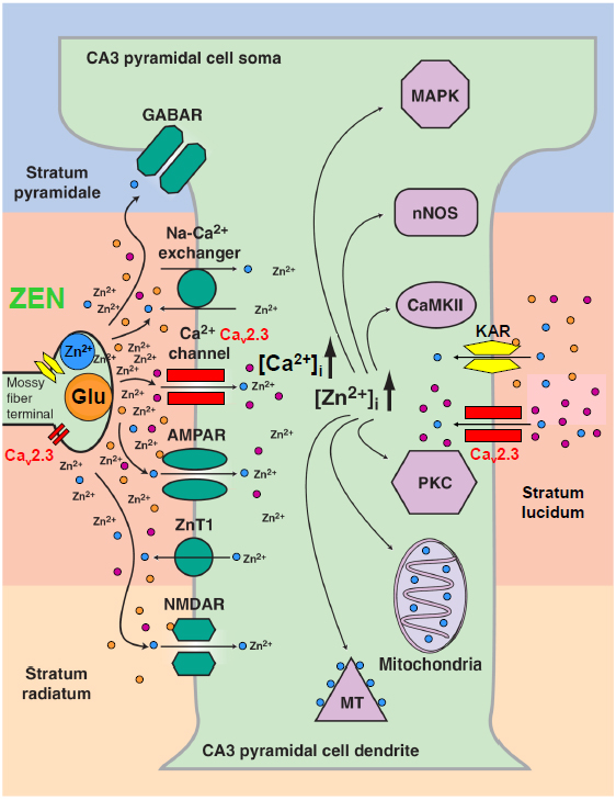 Voltage Gated Calcium Channels In Neurons