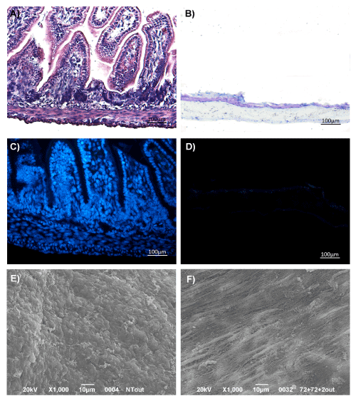 Gut acellular matrix for the in vitro study of Enteric Nervous System cells